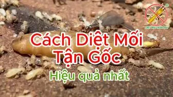 Diệt Mối Trần Anh - Công Ty Cổ Phần Đầu Tư Trần Anh - MST 0312427534 ...